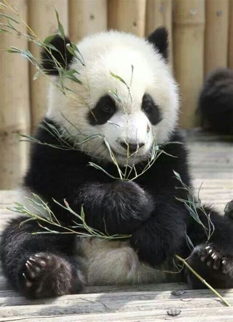 does china own all pandas parote