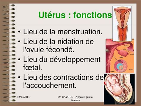 Ppt Appareil Genital Feminin Powerpoint Presentation Free Download