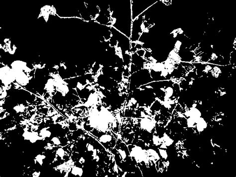 ideas needed for leaf detection opencv qanda forum