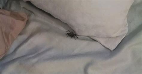 The Itsy Bitsy Spider Just Crawled Out From Underneath My Fucking