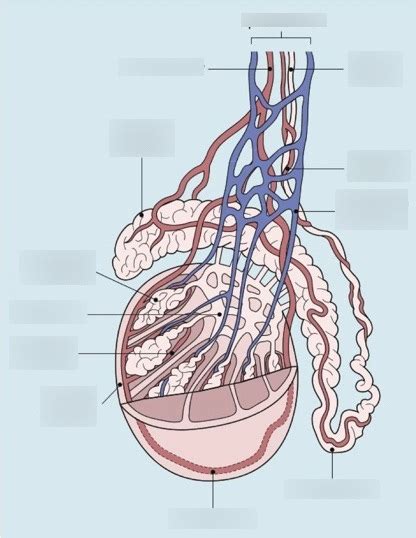Spermatic Cord Contents Labeling Diagram Quizlet