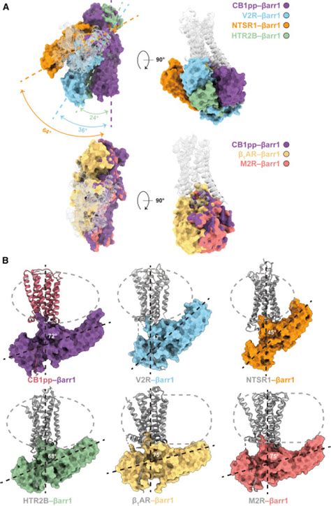 Snapshot Of The Cannabinoid Receptor 1 Arrestin Complex Unravels The