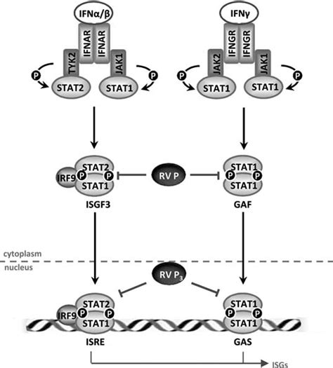 Ifn Induced Activation Of Jak Stat Signaling Ifn Binding To