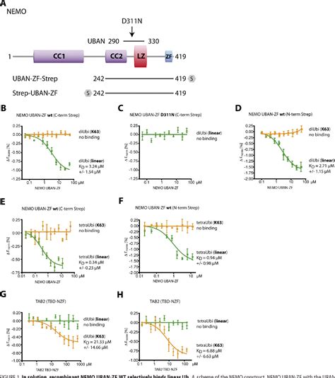 Figure 1 From Nf κb Essential Modulator Nemo Interaction With Linear