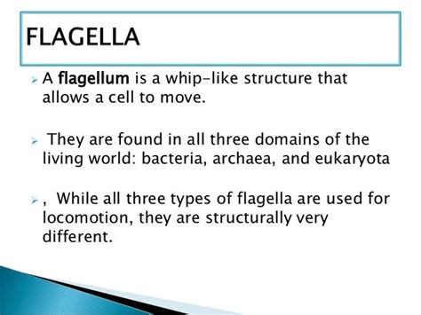 Flagella Structure And Function