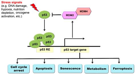 Ijms Free Full Text The Regulation Of Ferroptosis By Tumor