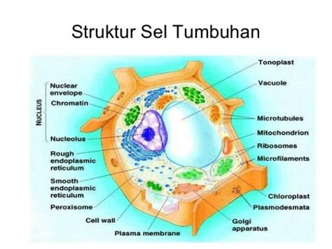 √ Sel Tumbuhan Dan Fungsinya Gambar Dan Penjelasannya