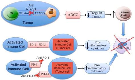 Table 1 From Immune Mediated Adverse Effects Of Anti Ctla 4 Antibody