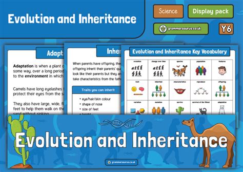 Year 6 Science Evolution Adaptation Lesson 2 Grammars