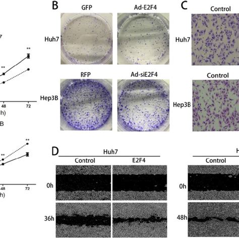 Effect Of E2f4 Overexpression Or Knockdown On Hepatocellular Carcinoma