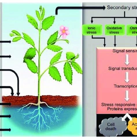 Plant Responses To Abiotic Stress Download Scientific Diagram