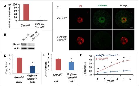 Knockout Efficiency Of Geminin And Fertility Analysis Of Gdf9 Cre Gmnn