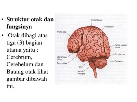 Ppt Anatomi Saraf Powerpoint Presentation Id 228091