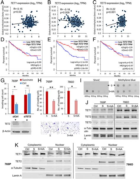 Succinate Induced Enhanced Invasiveness In Ccrcc Is Mediated By Tet 2