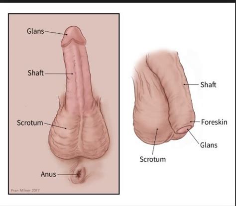 penis anatomy pic unity sexual health
