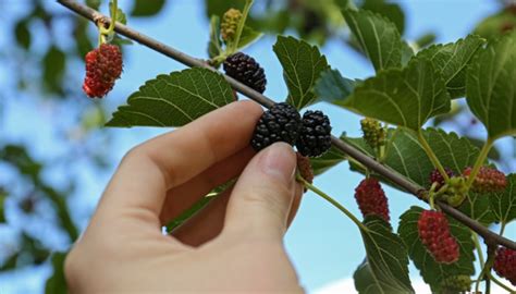 25 Common Questions About Mulberry Trees And Their Fruits Rennie Orchards
