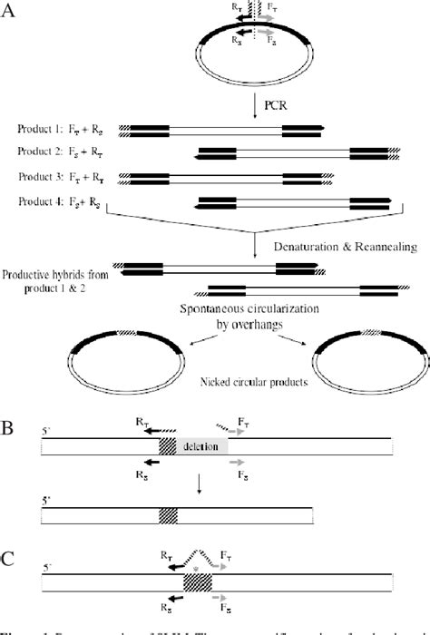 Figure 1 From Site Directed Ligase Independent Mutagenesis Slim A