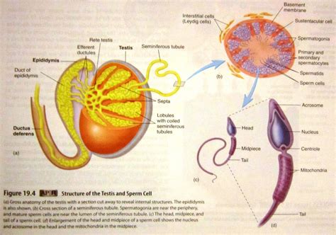 Reproductive System Presentation