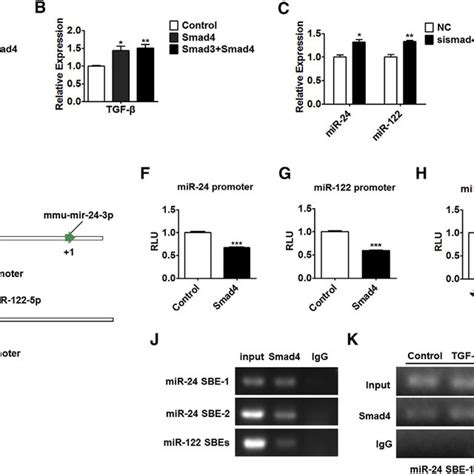 Smad4 Is A Transcription Factor Of Mir 24 And Mir 122 A And B The