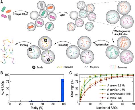 High Throughput Single Microbe Genomics With Strain Resolution