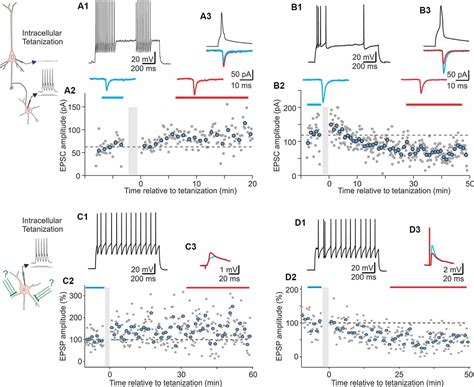 Frontiers Synaptic Plasticity In Cortical Inhibitory Neurons What