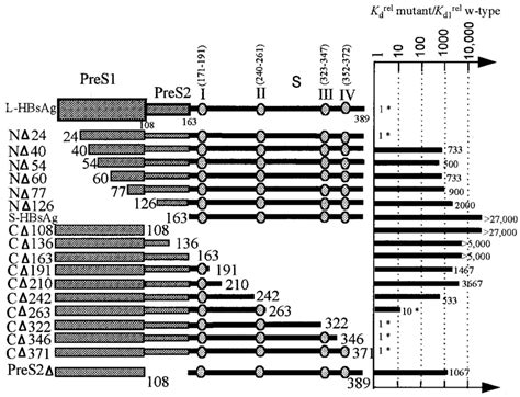 A Representation Of L Hbsag And The Deletion Mutants The Diagram At