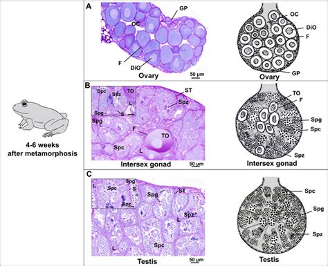 Left Somatic Development Middle Gonad Histology And Right