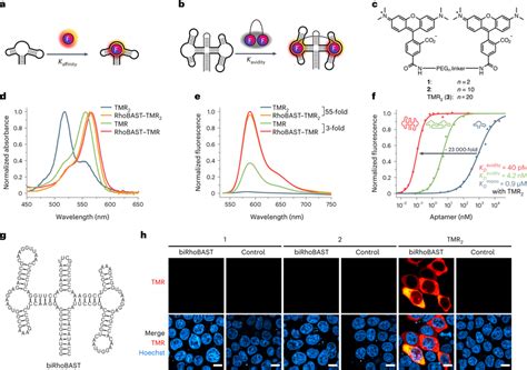 Avidity Based Fluorogenic Rna Imaging A Binding Of An Aptamer To A