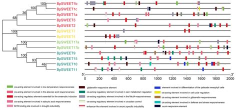 Ijms Free Full Text An Insight Of Betula Platyphylla Sweet Gene