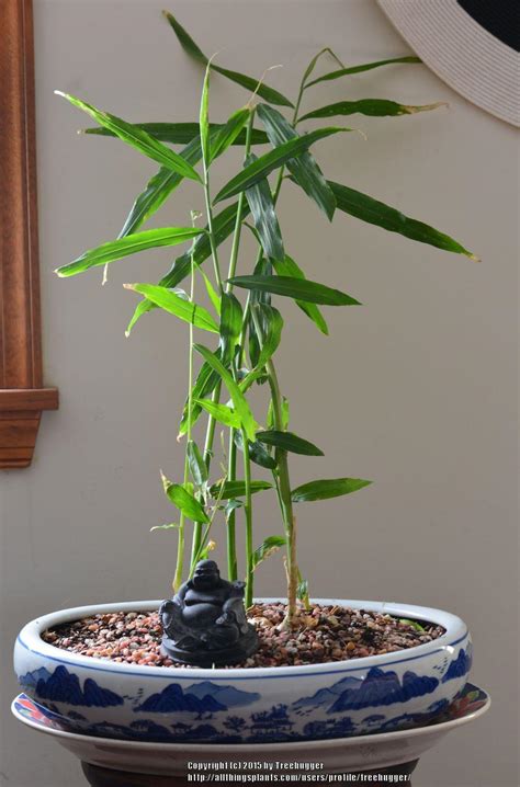 common ginger zingiber officinale in the gingers database