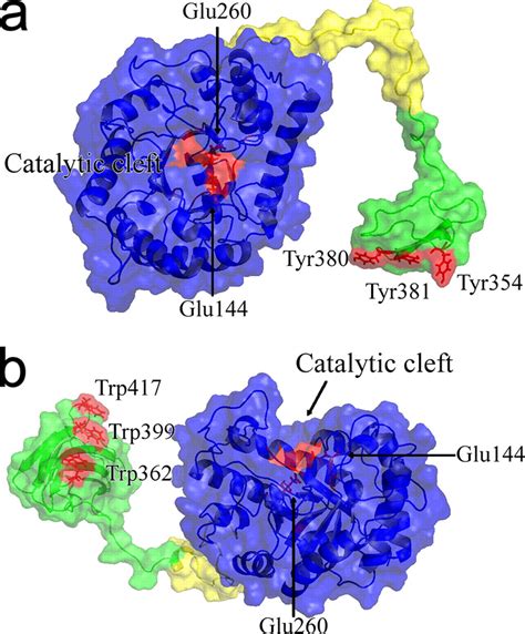 Chimeric Cellulase Matrix For Investigating Intramolecular Synergism