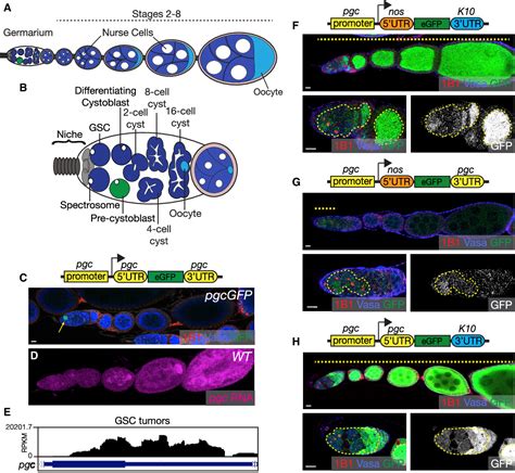 Figure 1 From Sequential Regulation Of Maternal Mrnas Through A