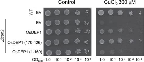 Copper Tolerance Of Yeast Cells Carrying Posdep1 And Its Two Deletion