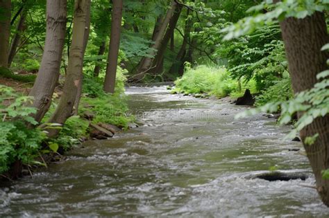 River Meandering Forest Lush Undergrowth Mature Trees Quiet Nature