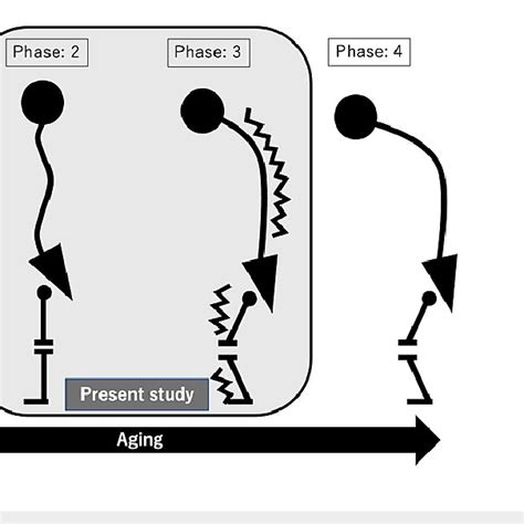 The Hypothesis Of Four Phases Of Aging And Spinal Alignment Normal