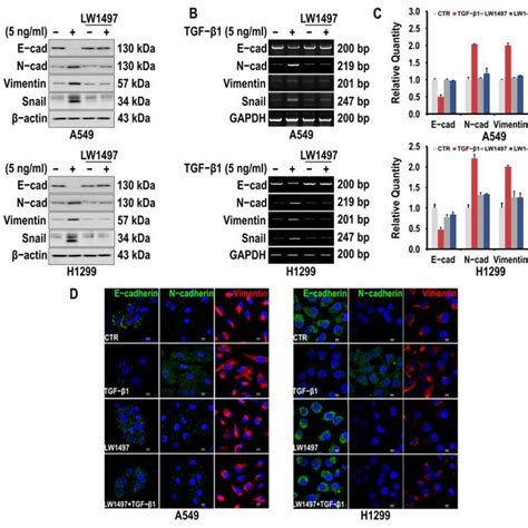 Lw1497 Inhibits Tgf β1 Induced Emt In Lung Cancer Cells A B A549 And