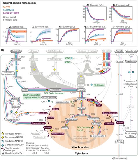 A Multiphase Multiobjective Dynamic Genome Scale Model Shows Different