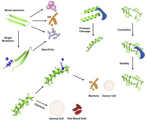 Antimicrobial Peptides Lifetein Peptide Blog