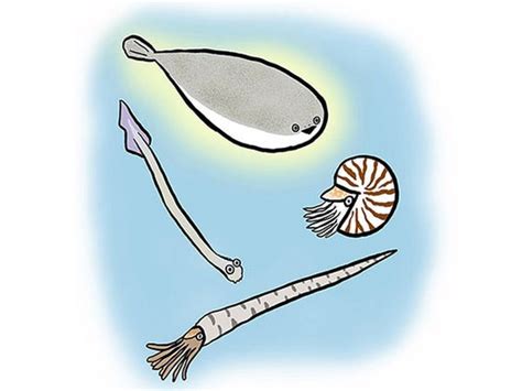 【サカバンバスピス】絶滅した古代魚の虚無顔が現代人の共感を呼ぶ 読売新聞