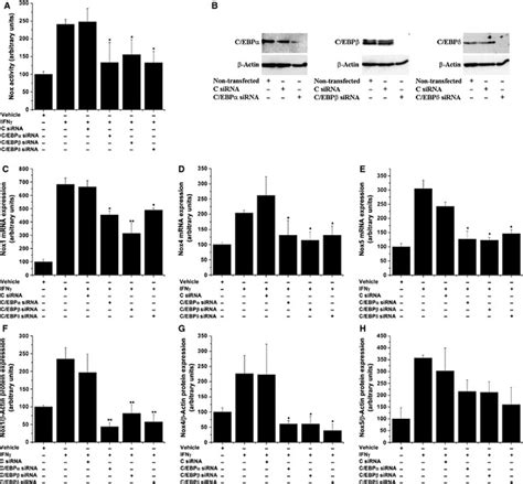 Ccaat Enhancer Binding Proteins α C Ebp α C Ebp β And C Ebp δ
