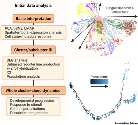 Overview Of Routine First Single Cell Rna Sequencing Scrna Seq Data