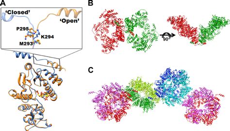 Domain Swapping Of The C Terminal Helix Of Nsp2 A Superposition Of