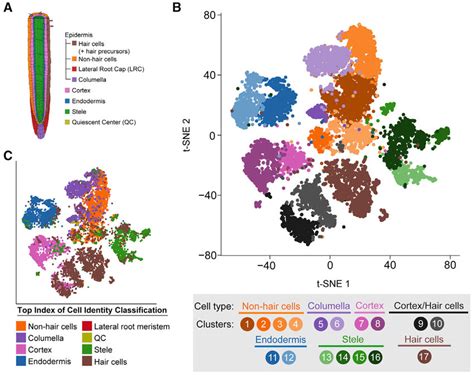 single cell rna seq of 12 198 arabidopsis root cells captures diverse