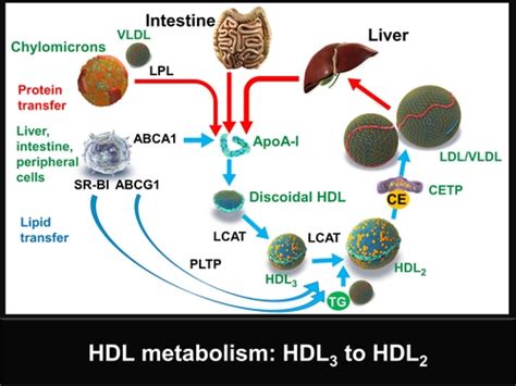 Liver Imaging With Mri