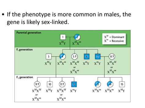Ppt Sex Linked Inheritance Powerpoint Presentation Free Download