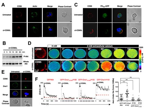 Cleaved Cd95l Triggers A Pseudopod Localized Actin Pi3k Akt Signal And