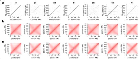 collinearity of morex v1 and v2 assemblies a dot plots showing the