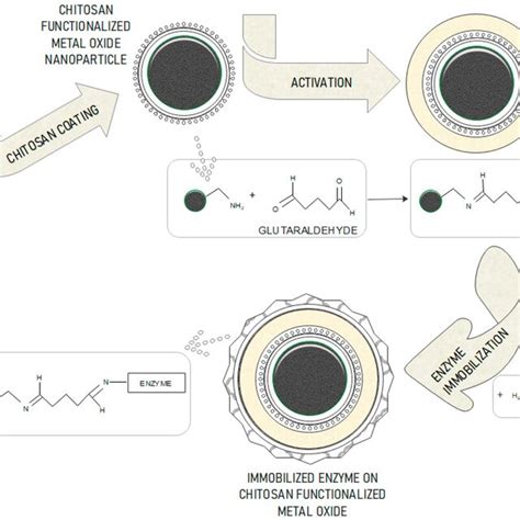 Schematic Representation Of The Entire Process Of Chitosan
