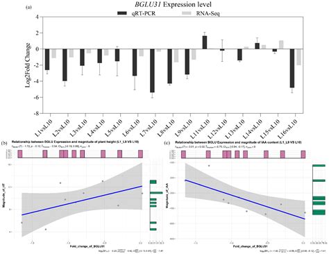 Ijms Free Full Text A Novel Beta Glucosidase Gene For Plant Type