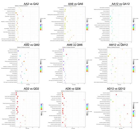 Genes Free Full Text Transcriptomics Analysis Reveals A More